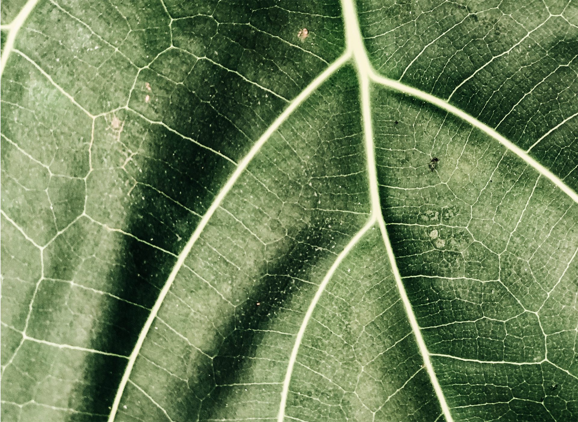 Forging the Next Economy with Nature as Our Guide | Impact Entrepreneur