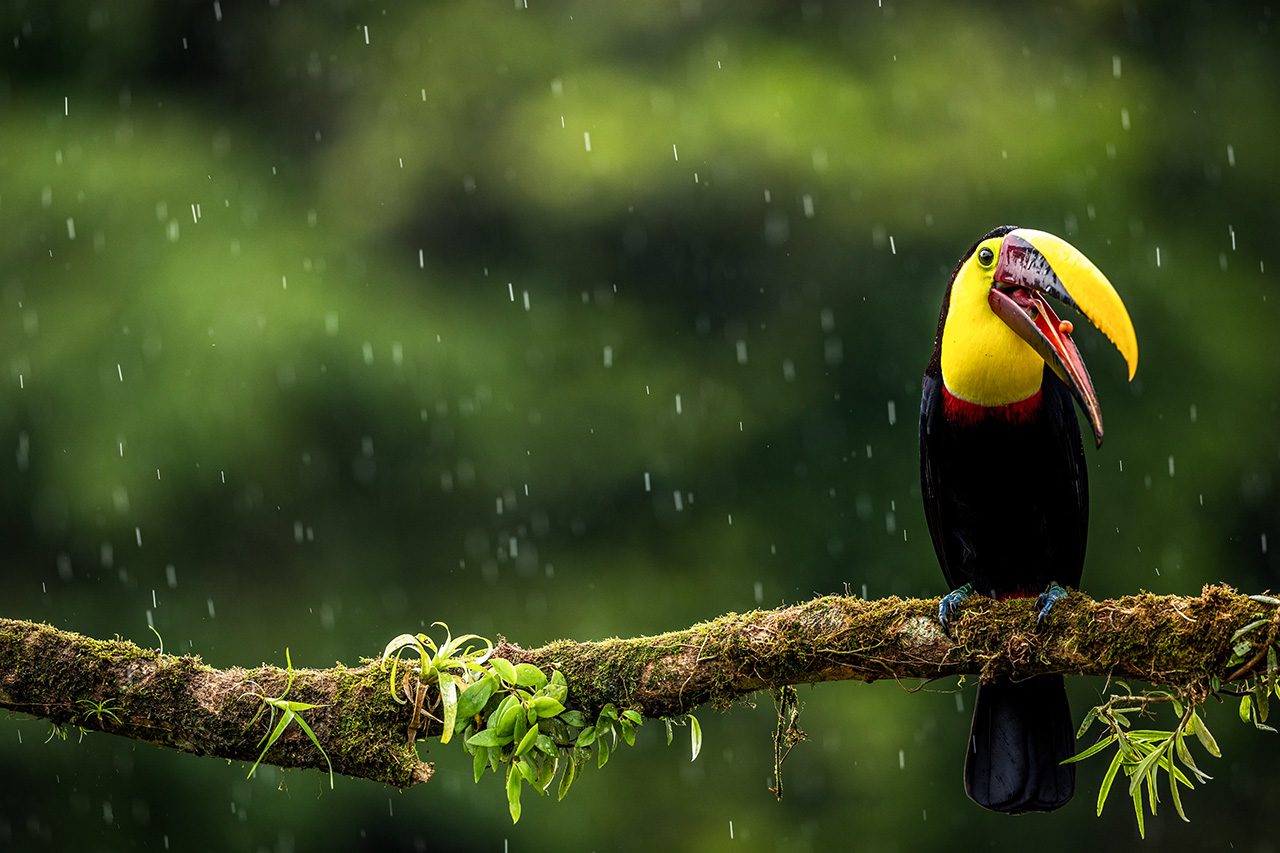 Natural Asset Companies (NACs) | Impact Entrepreneur