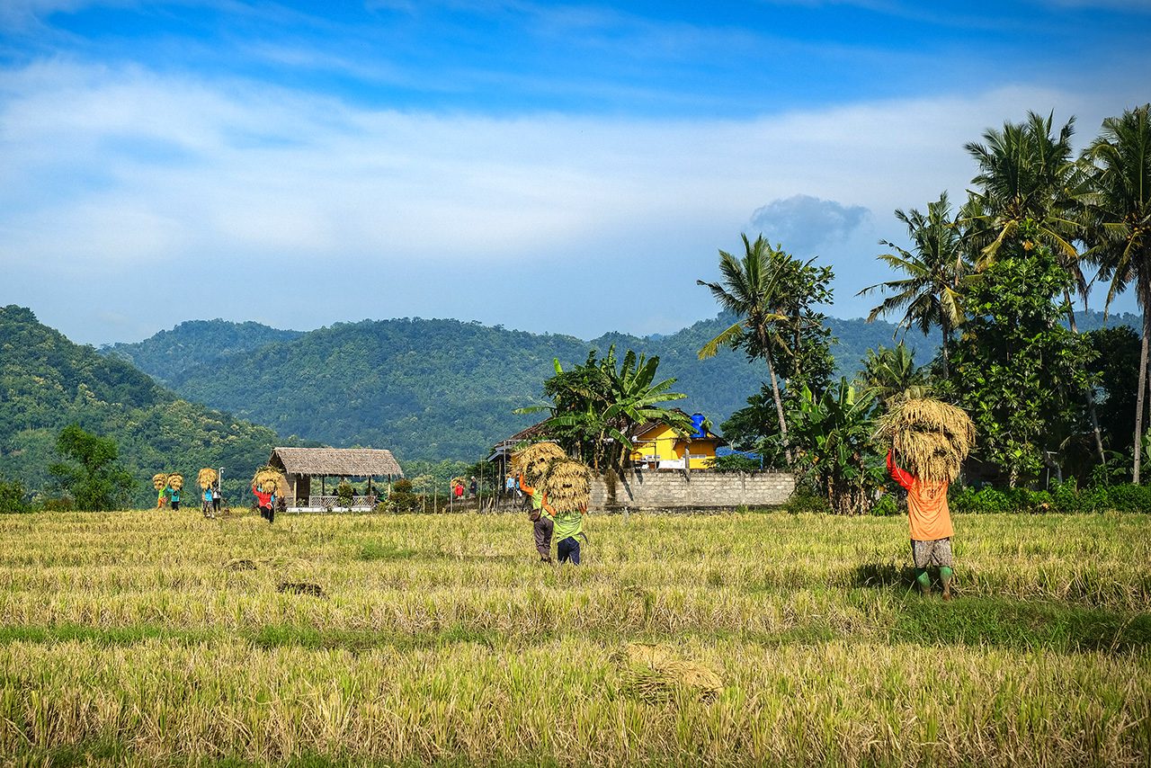 Eratani's Tech Solutions Tackle Indonesia's Rice Crisis | Impact ...